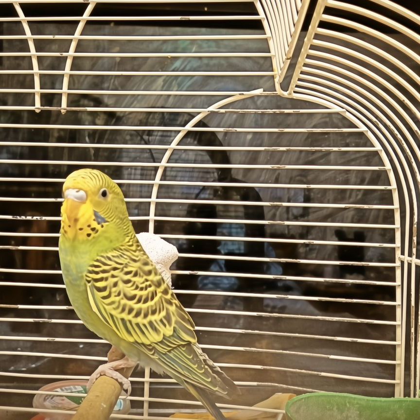 Птенец Волнистого попугая