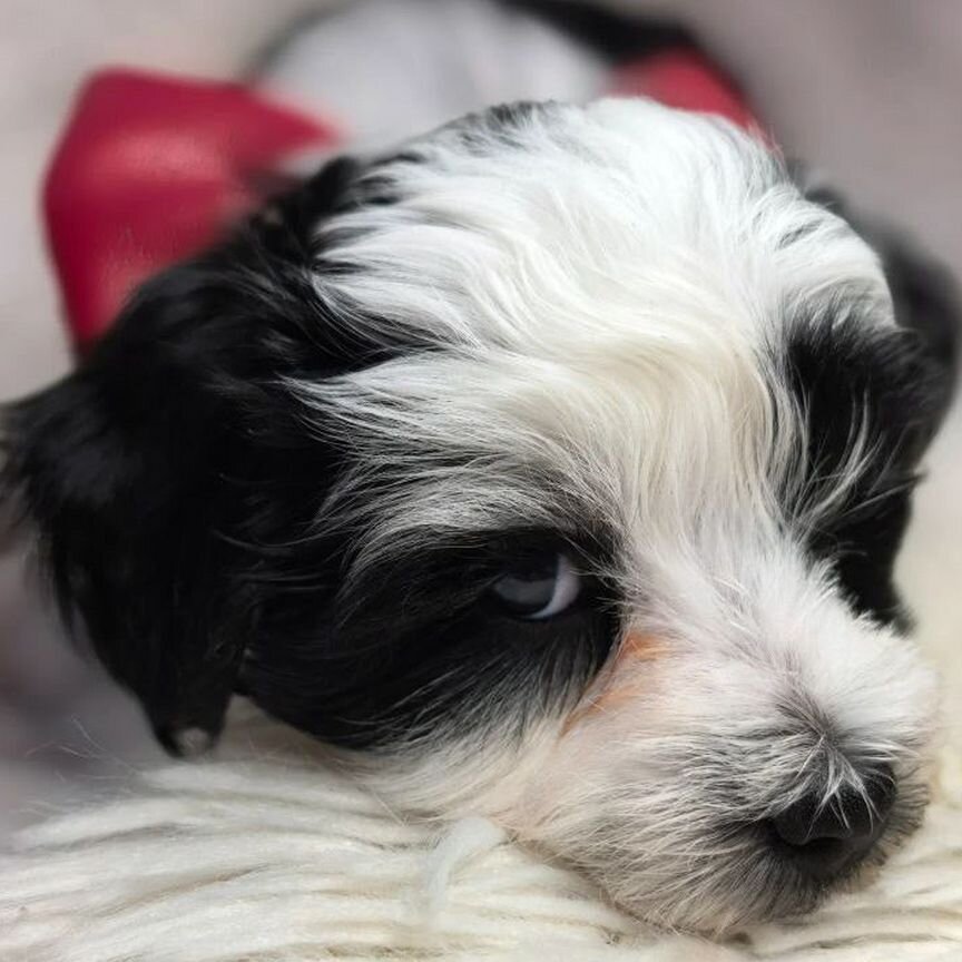 Бивер-йоркширский терьер, щенок