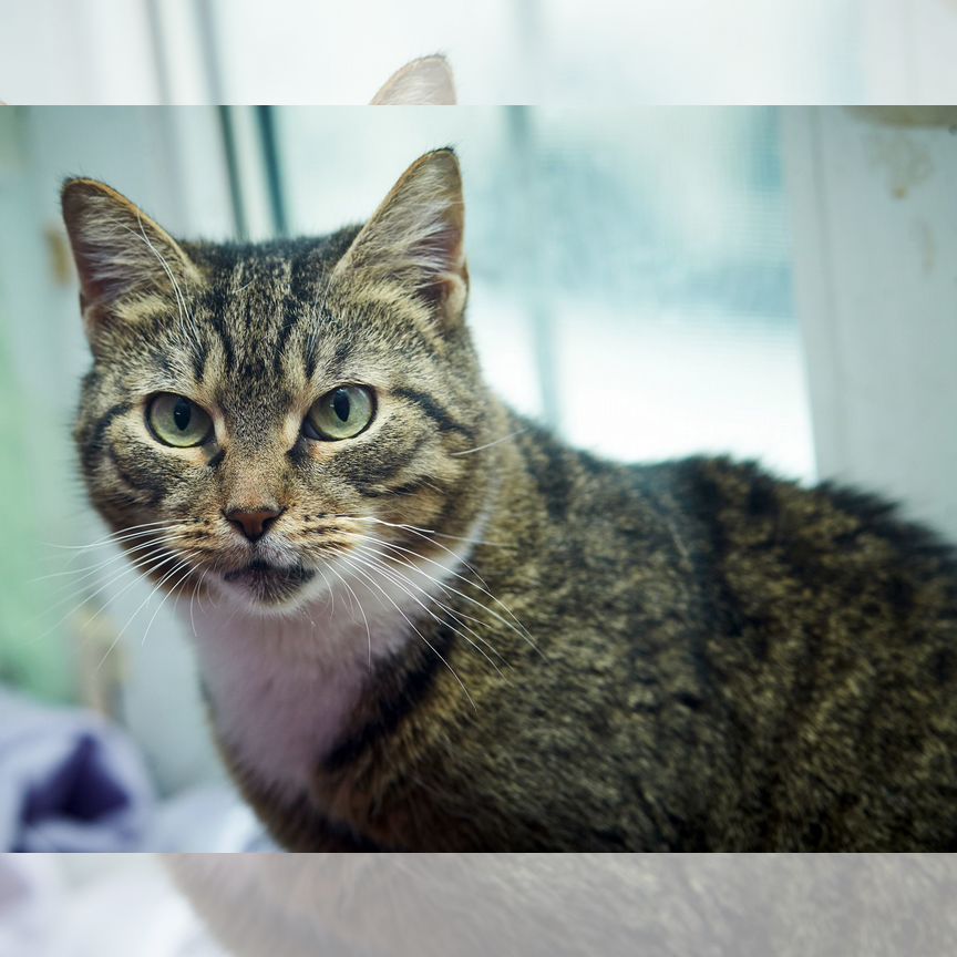 Взрослая, Девочка кошка в добрые руки