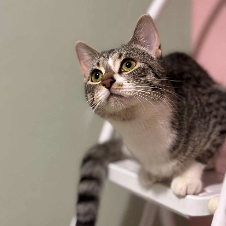 Взрослая, кошка в добрые руки