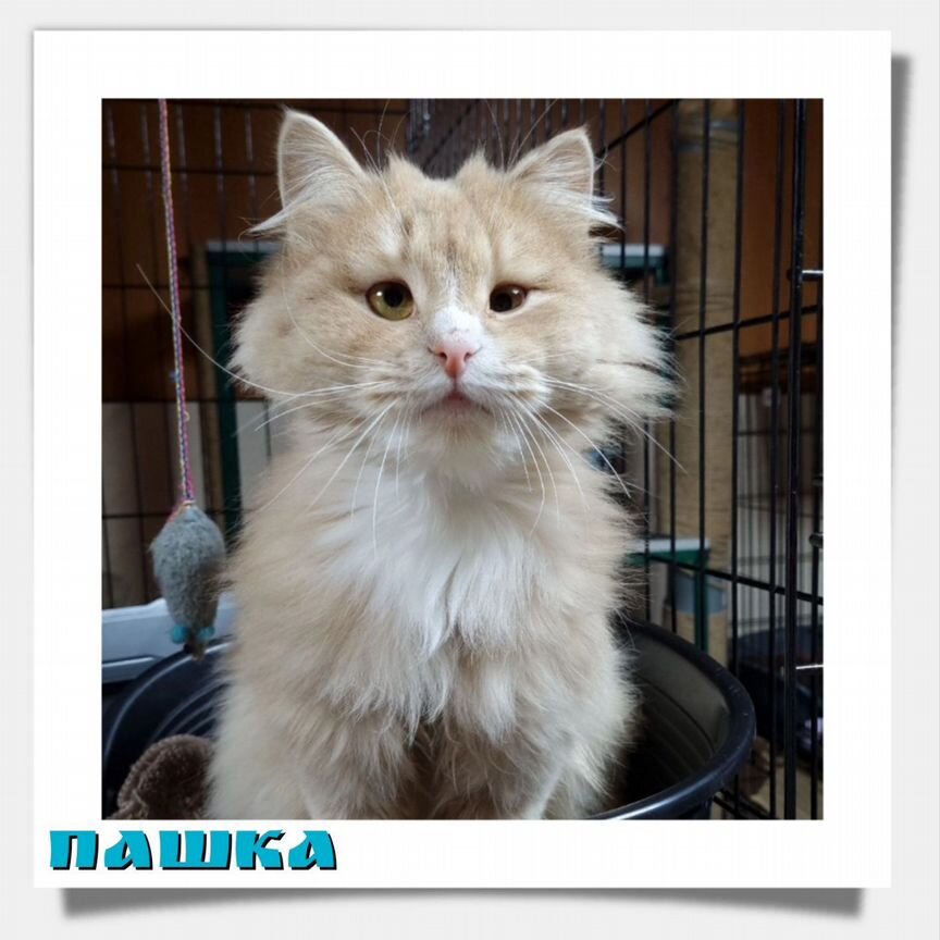 Кот