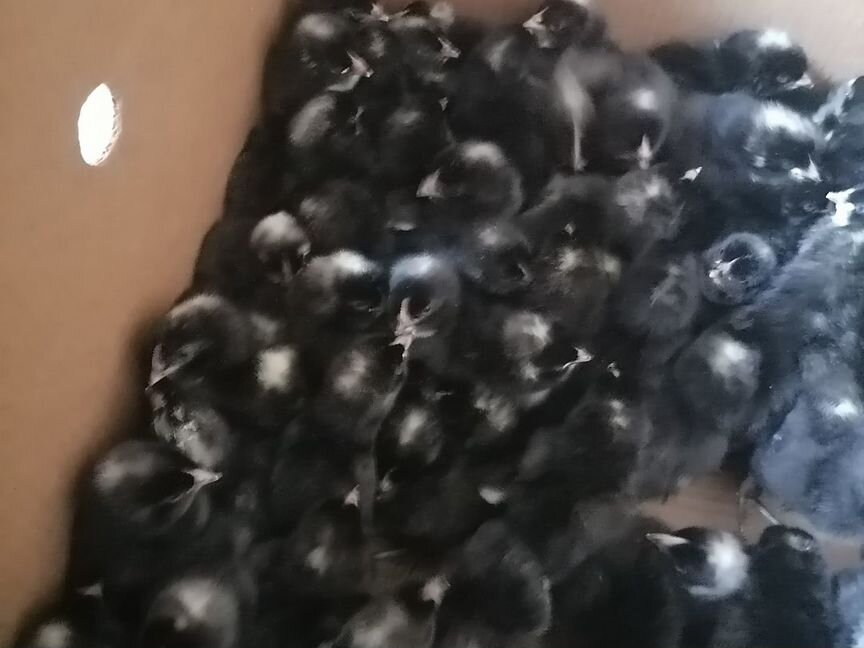 Цыплята одни курочки. Доминант