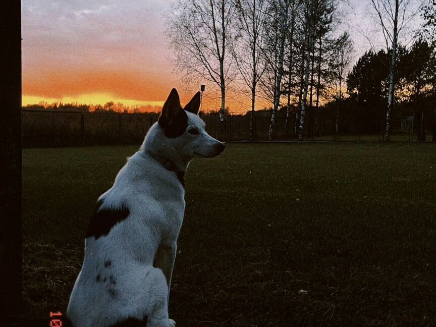 В добрые руки щенок хаски