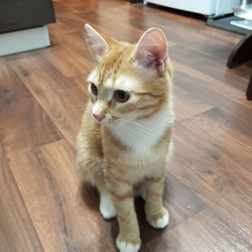 Отдам котенка в добрые руки, мальчик