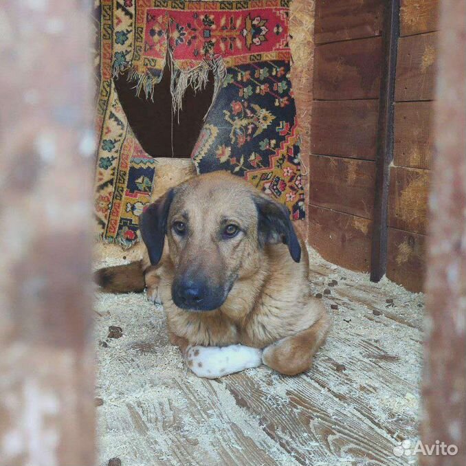 Собака теряет надежду
