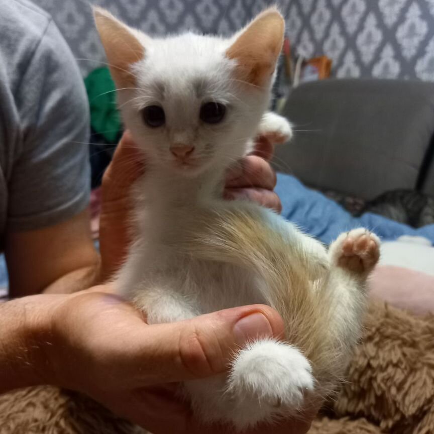 Котята в добрые руки бесплатно