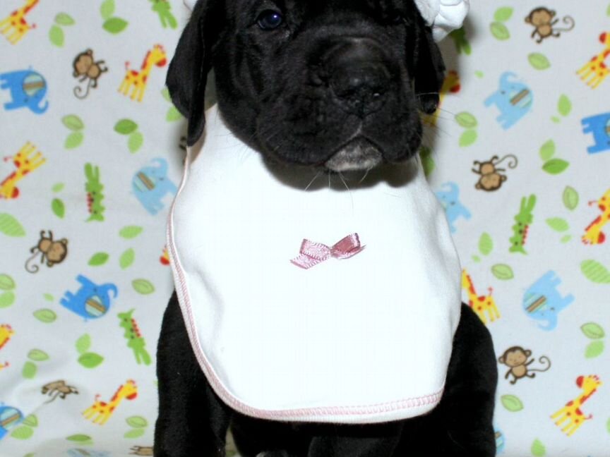 Немецкий Дог с метрикой