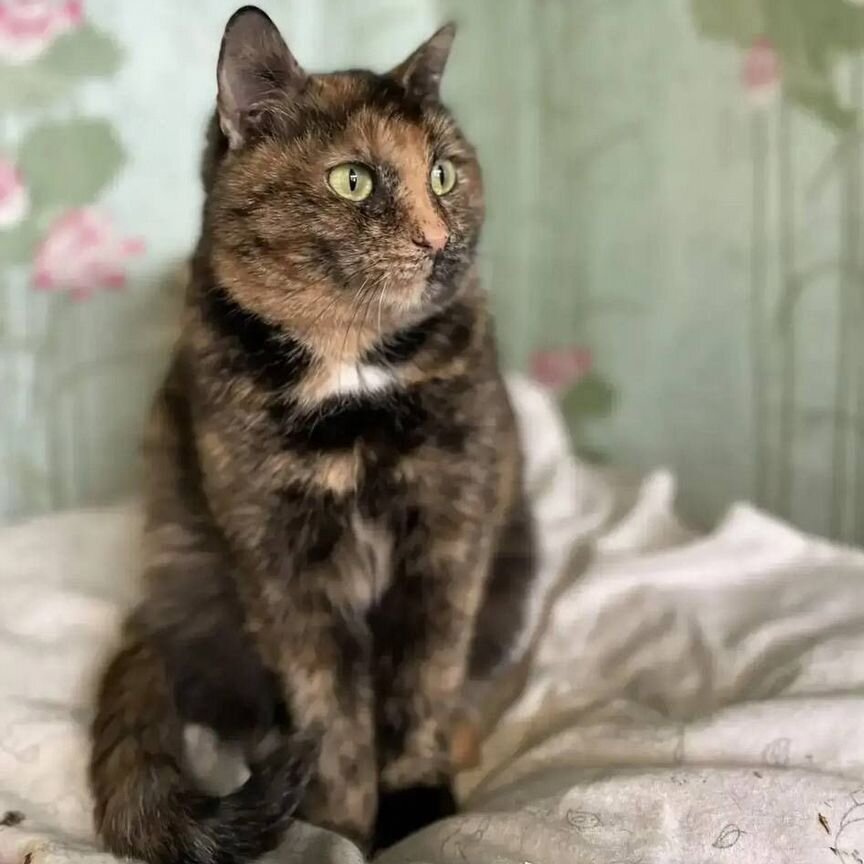 Взрослая, кошка в добрые руки