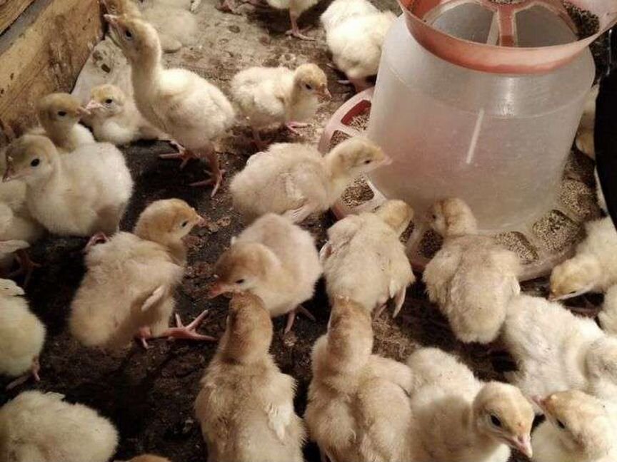 Индюшата биг 6