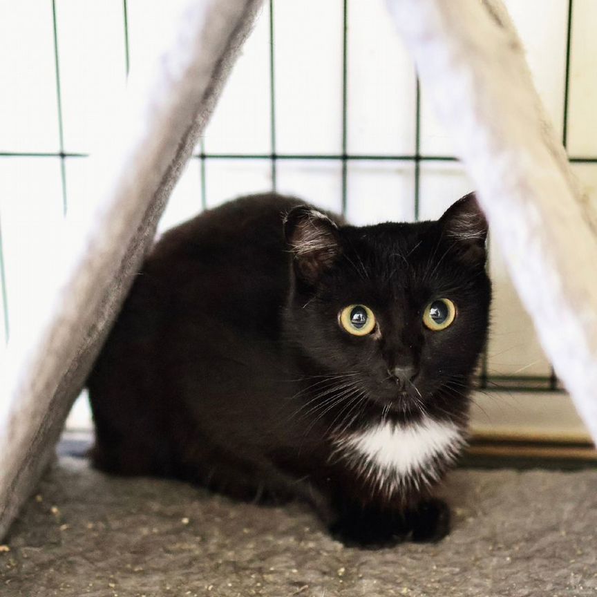 Кошка Буся ищет дом