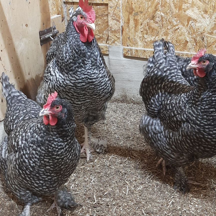 Инкубационное яйцо мехеленская кукушка