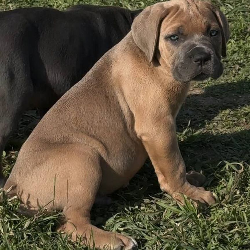 Кане-корсо, щенок