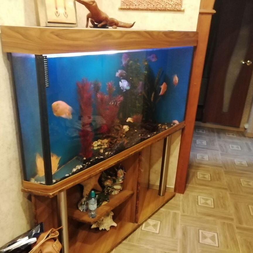 Аквариум с рыбами