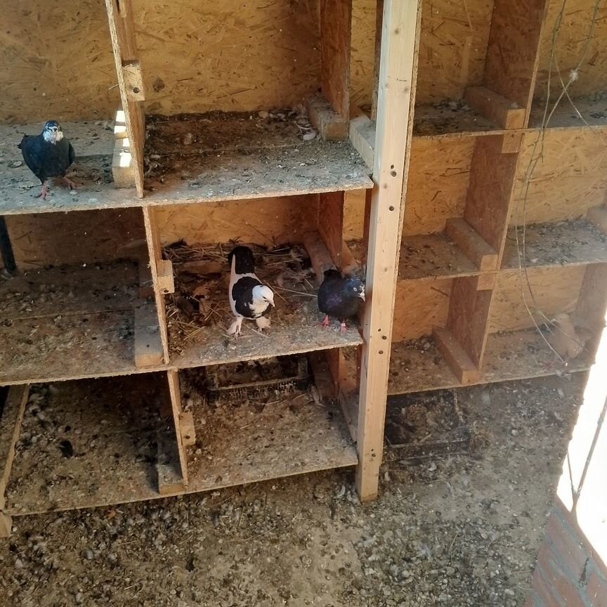 Бойные голуби