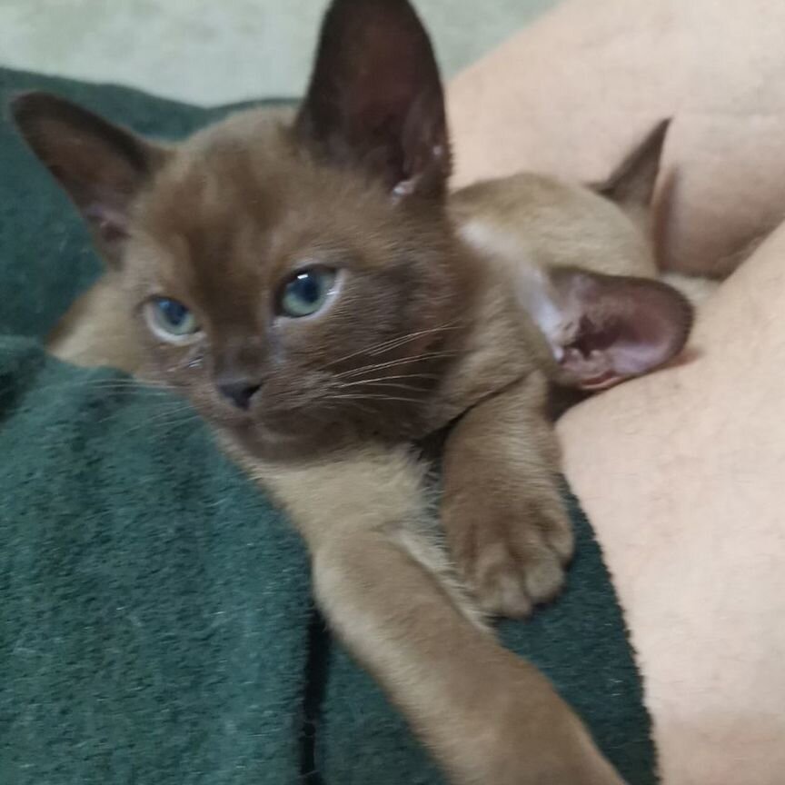 Котики Бурманские