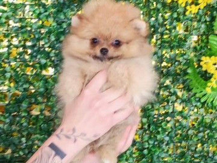 Померанский шпиц медвежьего типа