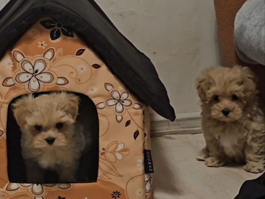 Щенки Мальтипу ф1