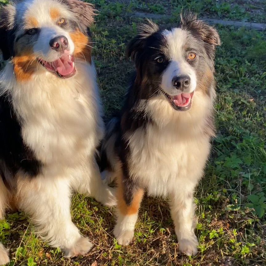 2 Аусси в хорошие руки (двухлетние)