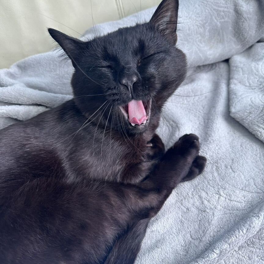 Котик в добрые руки