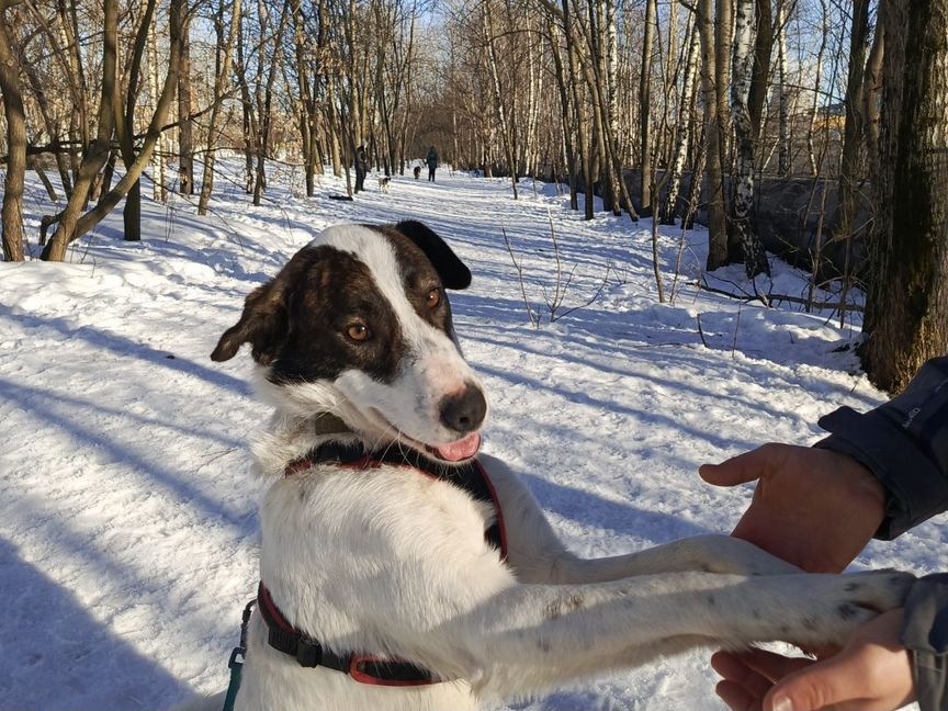 Коржик ищет дом, собака в добрые руки