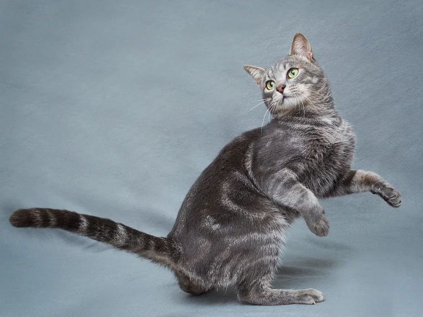 Котик, мальчик 1 год ищет дом