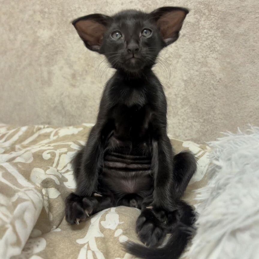 Ориентальный котёнок