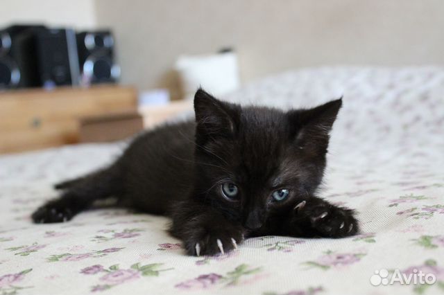 Отдаем котят в ответственные руки