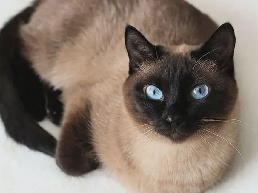 Тайский кот