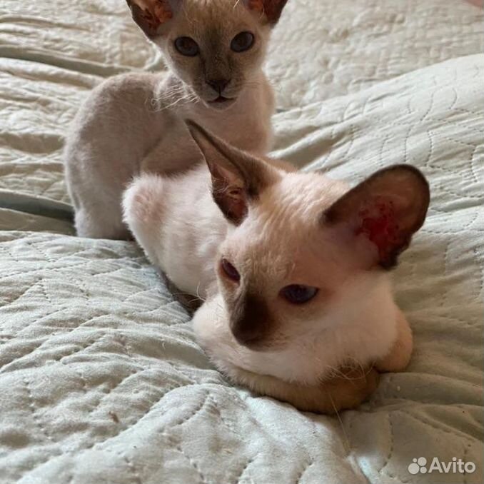 Котята Петерболд