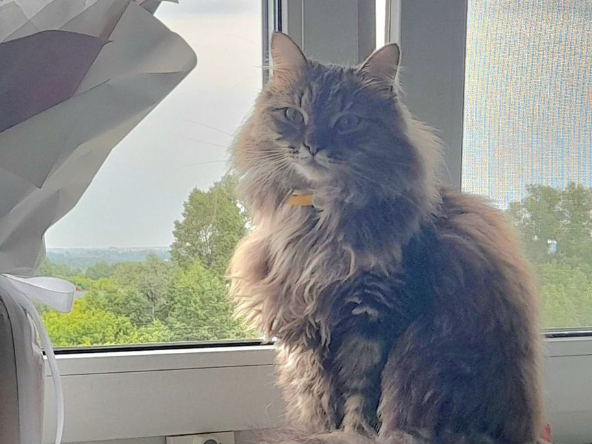 Кот мейн-кун