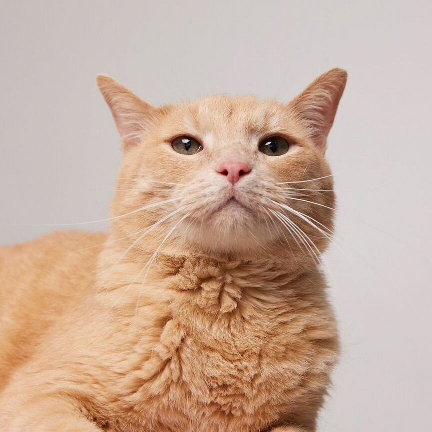 Деликатный кот Буффон ищет дом