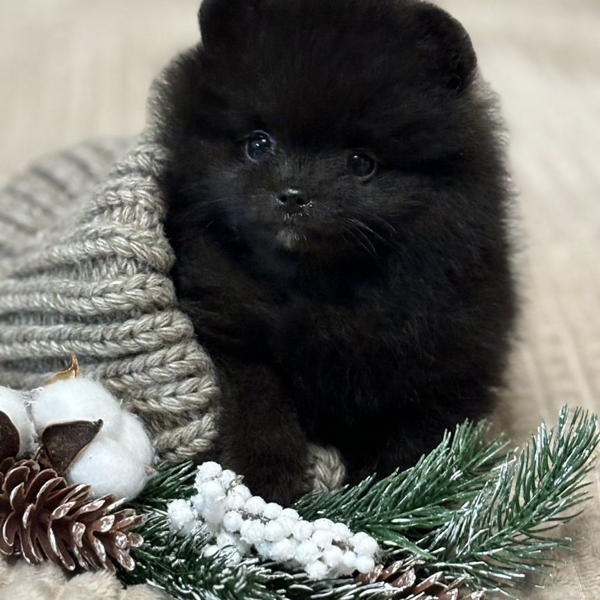 Померанский шпиц, щенок