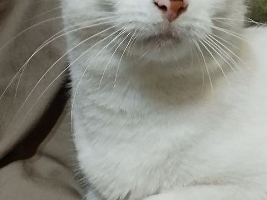Кошка ласкуша