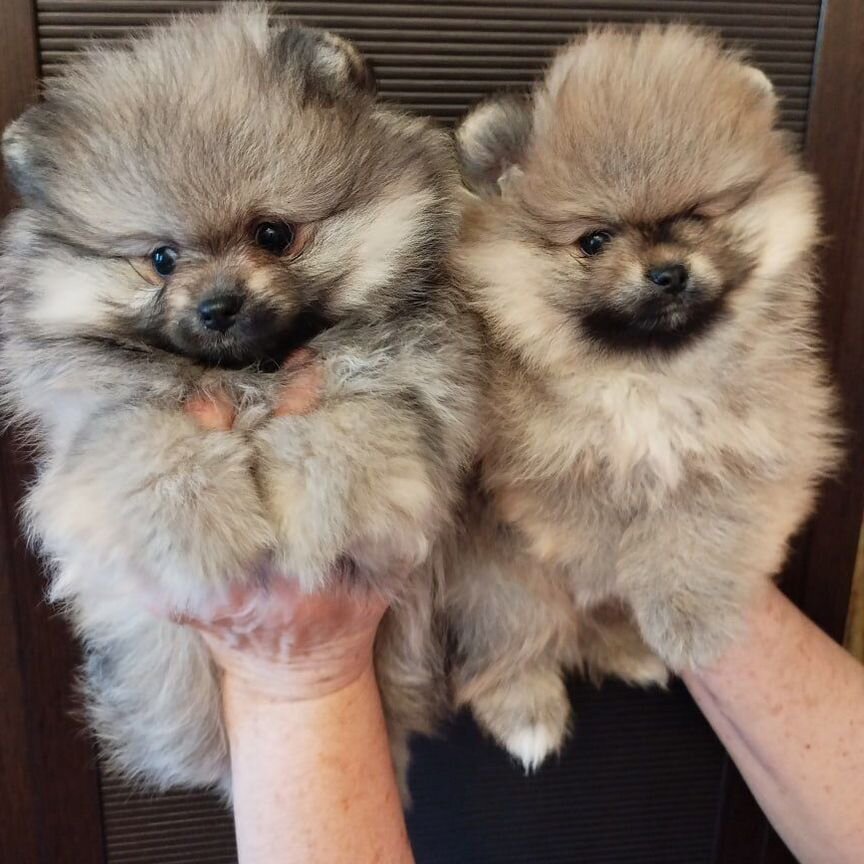 Крошки шпицы