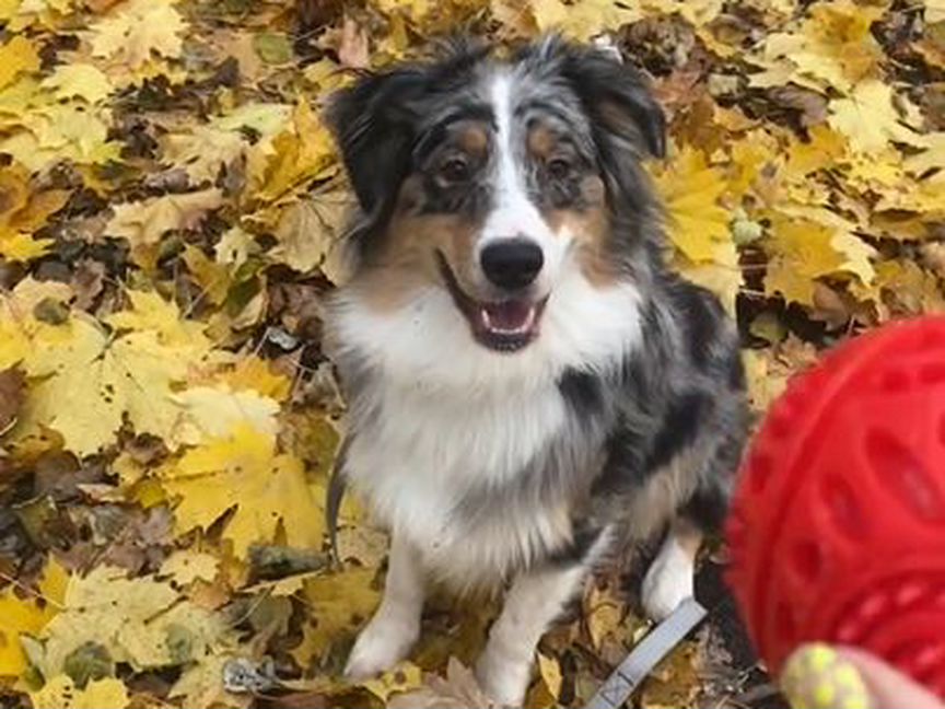 Австралийская овчарка