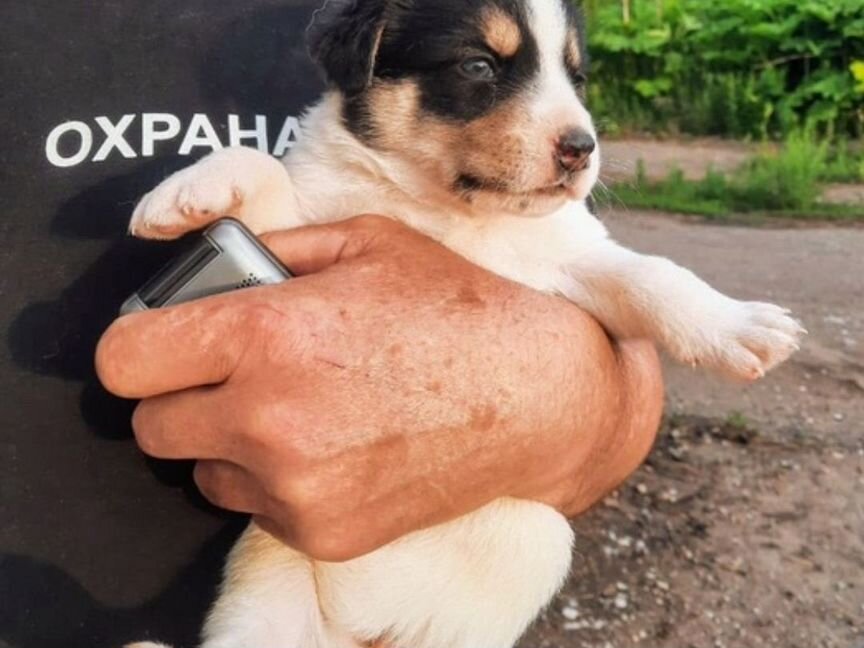 Щенки от крупной собаки