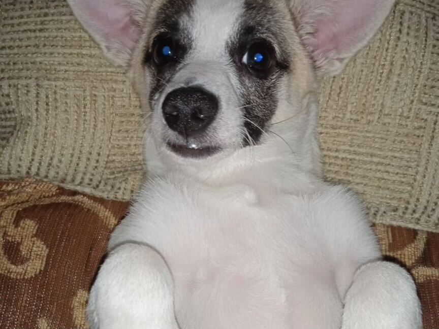 Джек рассел помесь с болонкой