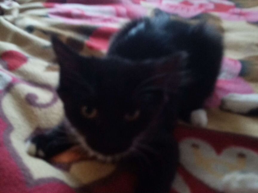 Котёнок 2 месеца причин к лотку игривый