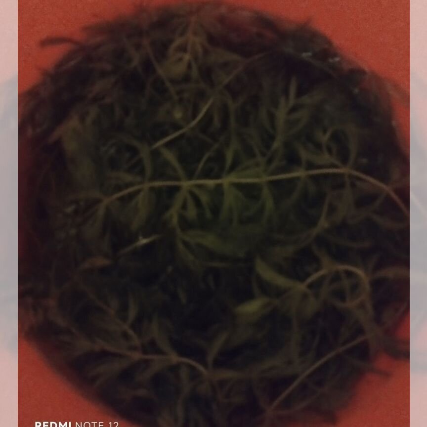 Аквариумные растения