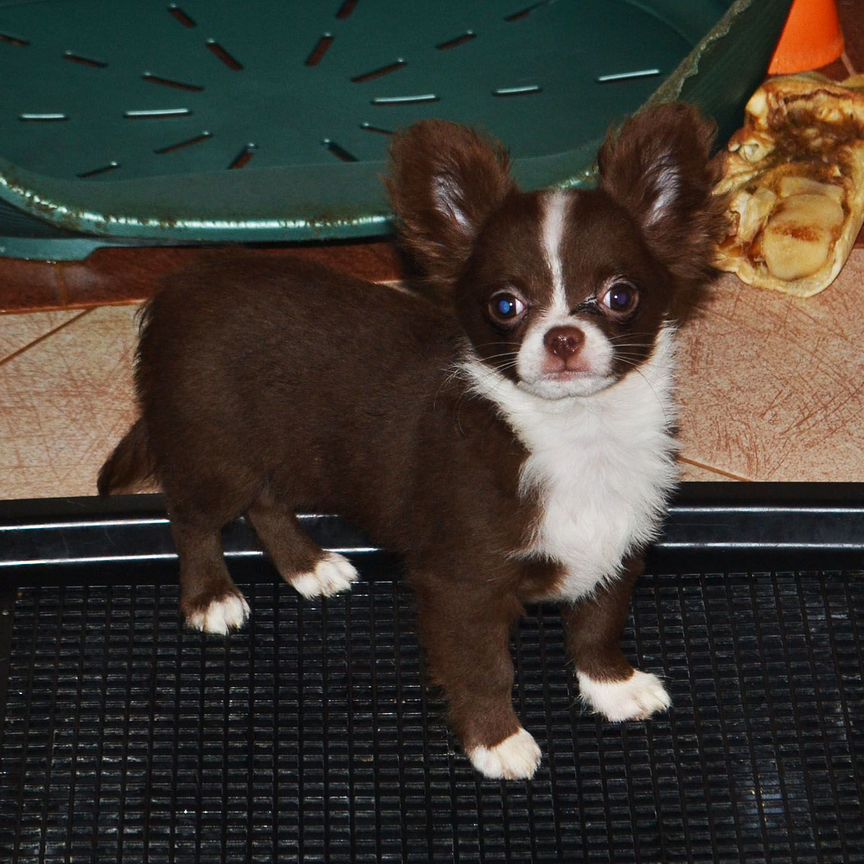 Чихуахуа д ш девочка шоколад