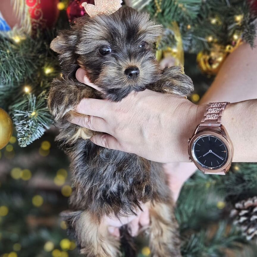 Йоркширский терьер девочка