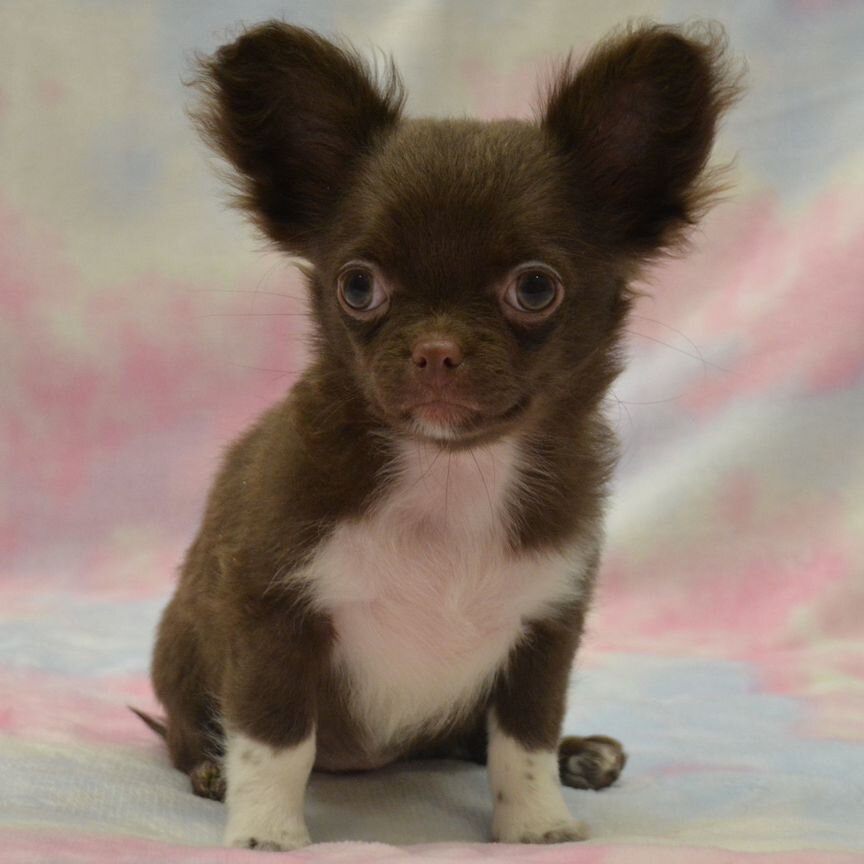 Чихуашка очаровашка