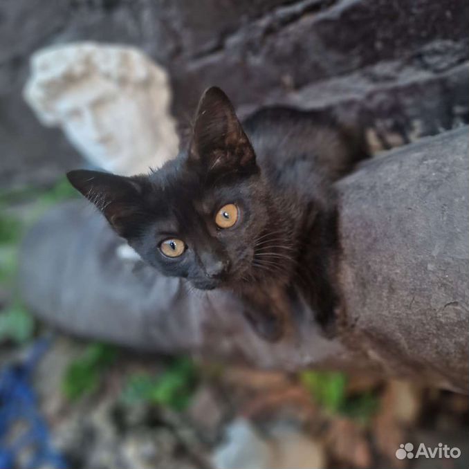 Шотландские котята 2 девочки