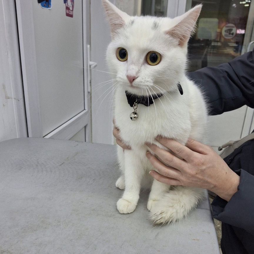 Взрослая, кошка в добрые руки