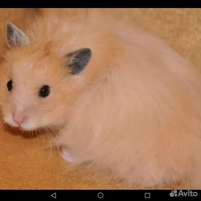 Сирийский хомяк мальчик