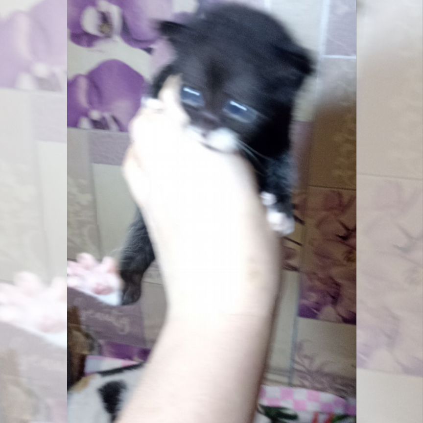 Котёнок в добрые руки