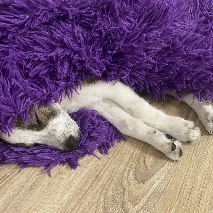 Отдам бесплатно щеночка 3 месяца