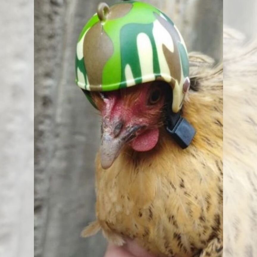 Шлем для куриц