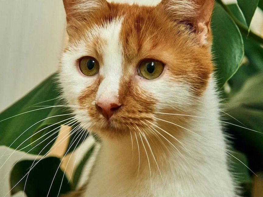 Котики рыжики в дар