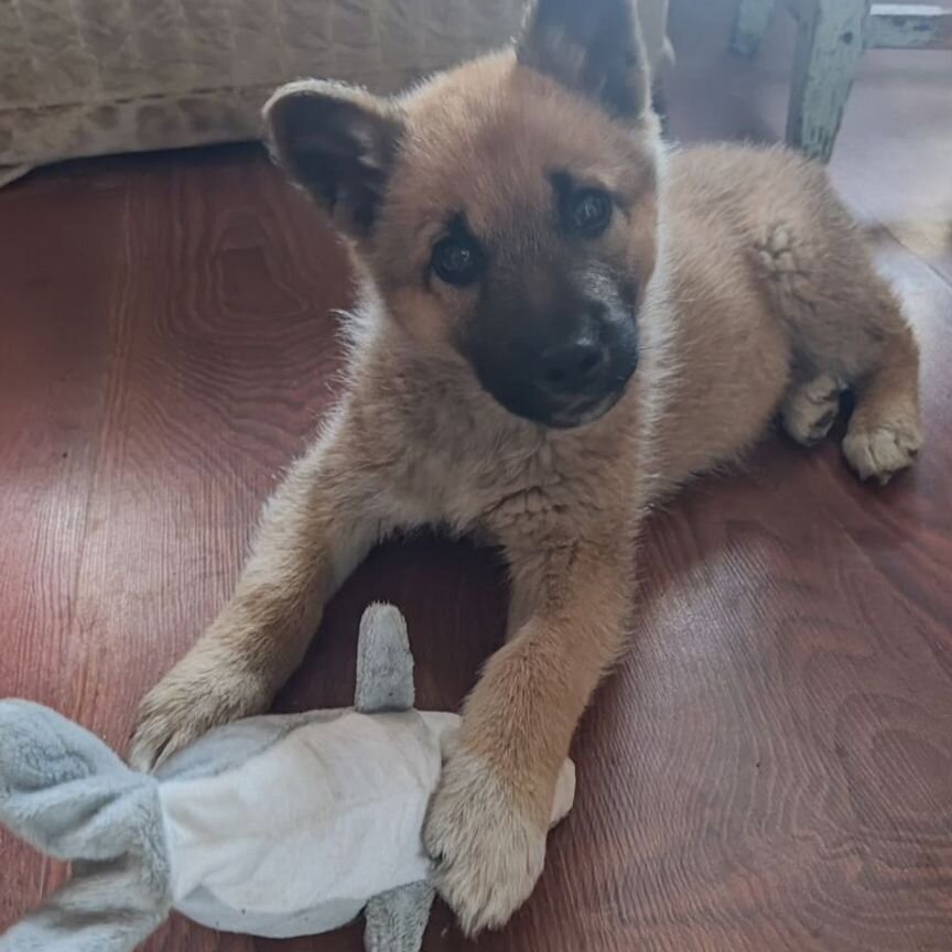 Щенок в добрые руки бесплатно